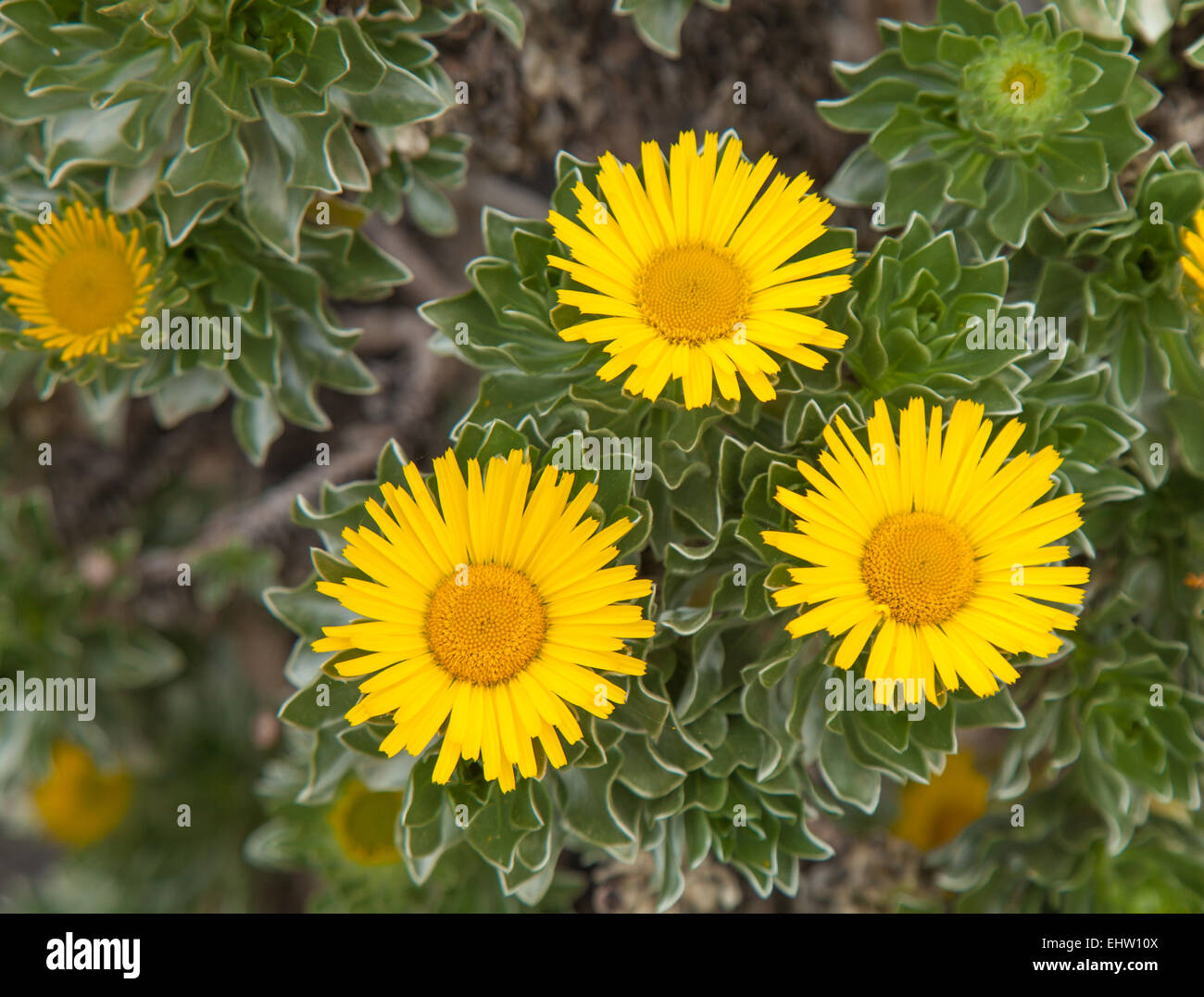 Asteriscus hi-res stock photography and images - Alamy