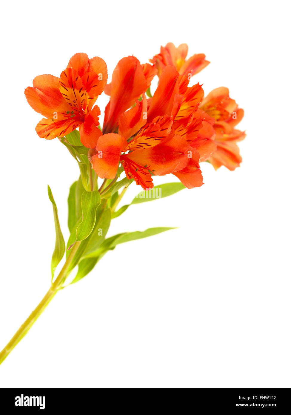 orange Alstroemeria flowers isolated on white background Stock Photo ...