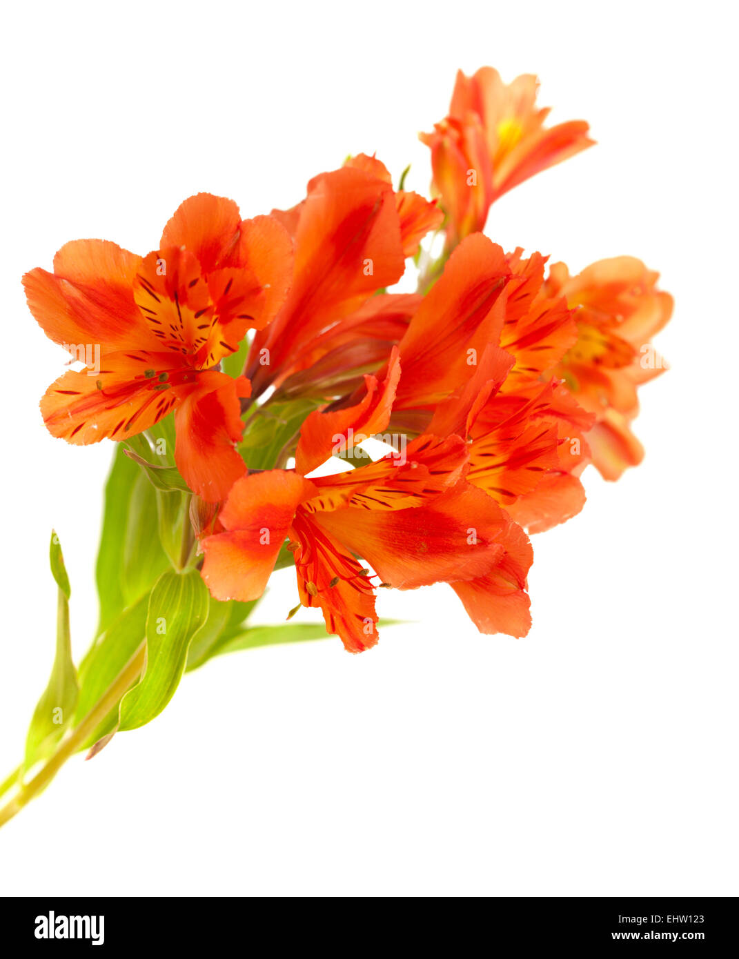 orange Alstroemeria flowers isolated on white background Stock Photo ...