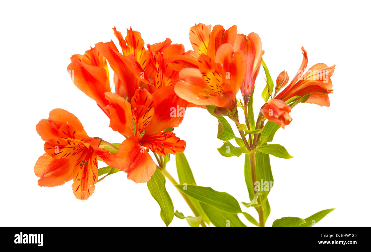 orange Alstroemeria flowers isolated on white background Stock Photo ...