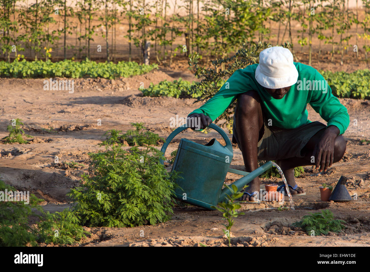ILLUSTRATION OF SENEGAL, WEST AFRICA Stock Photo - Alamy