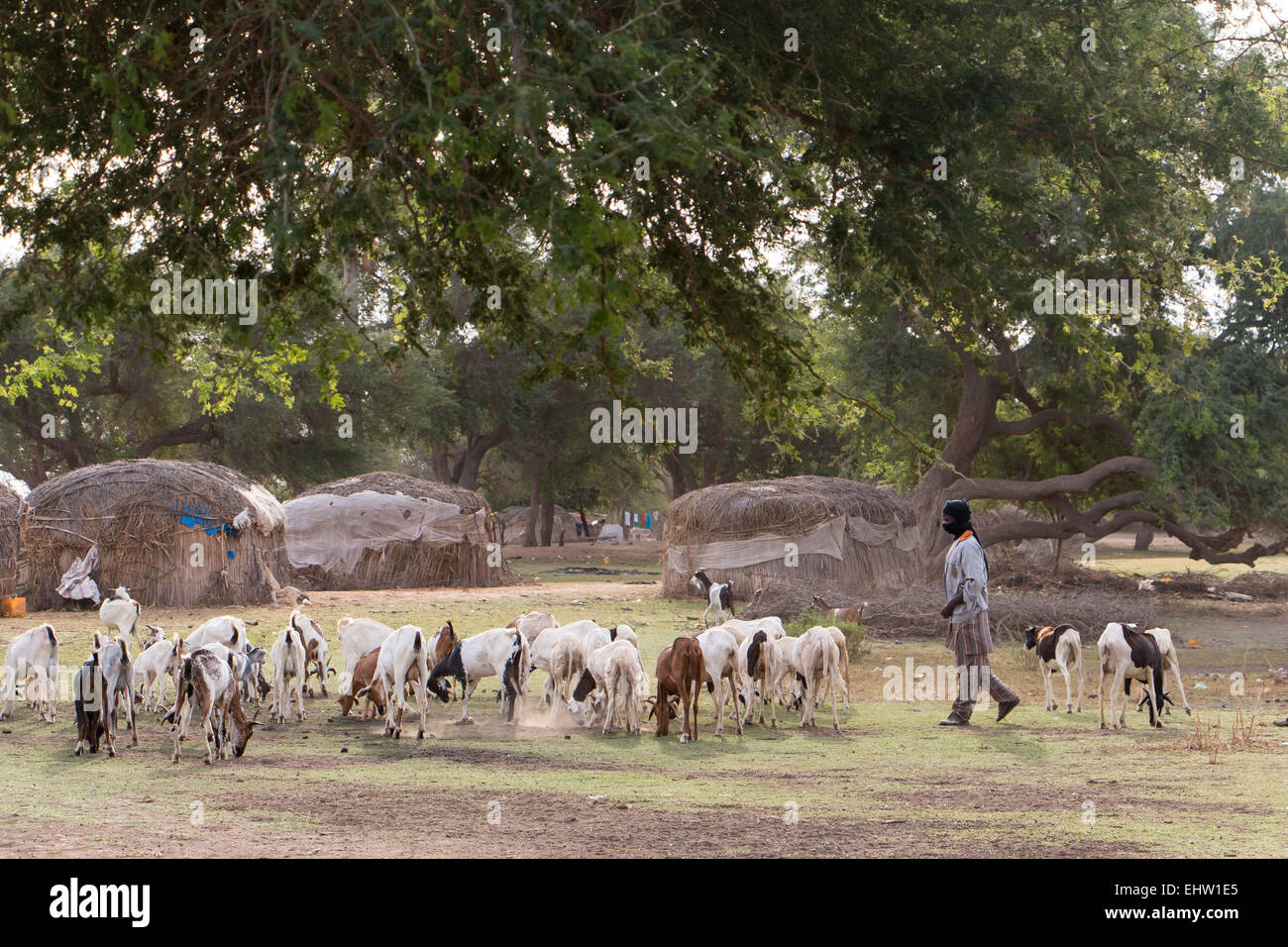 Wintering cattle hi-res stock photography and images - Alamy