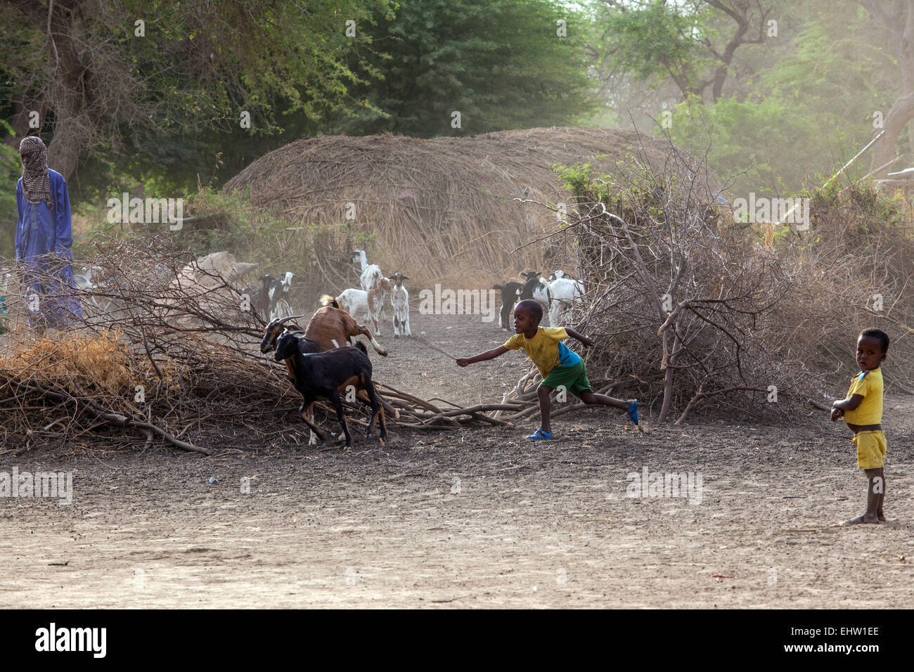 Senegalese goat hi-res stock photography and images - Alamy