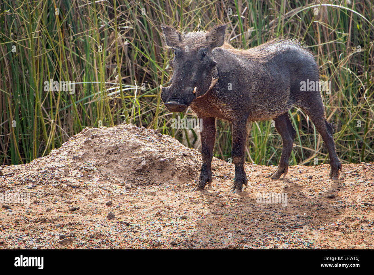 Senegal bird hi-res stock photography and images - Alamy