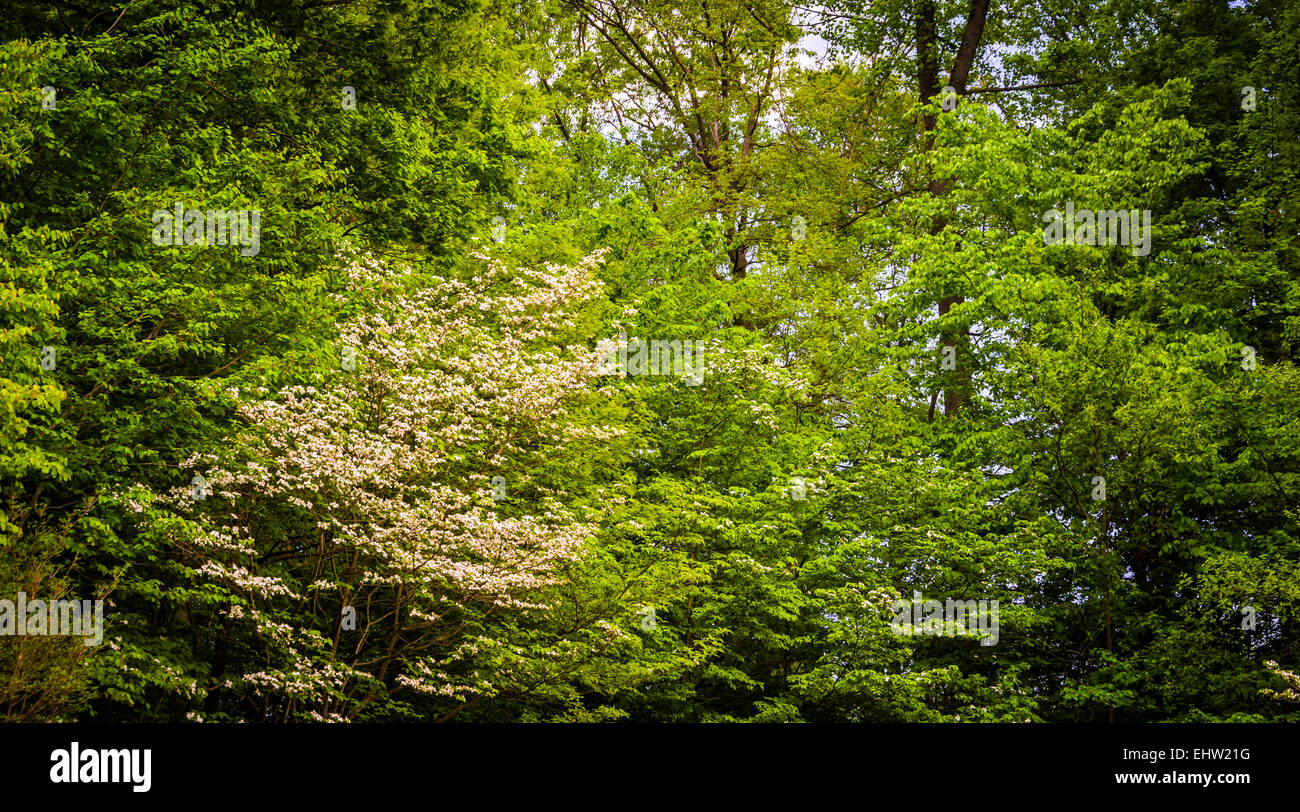 Spring color at Centennial Park, Columbia, Maryland Stock Photo - Alamy
