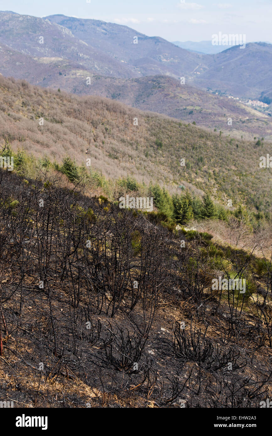 Burning vegetation hi-res stock photography and images - Alamy