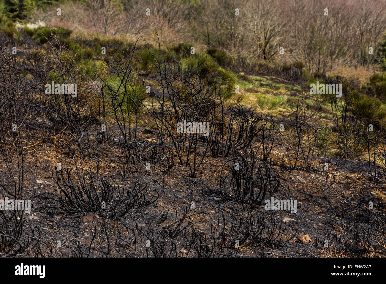 Burning vegetation hi-res stock photography and images - Alamy