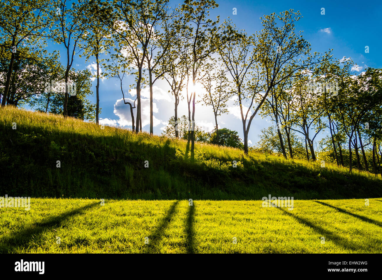 Sun shining on wild grasses hi-res stock photography and images - Alamy