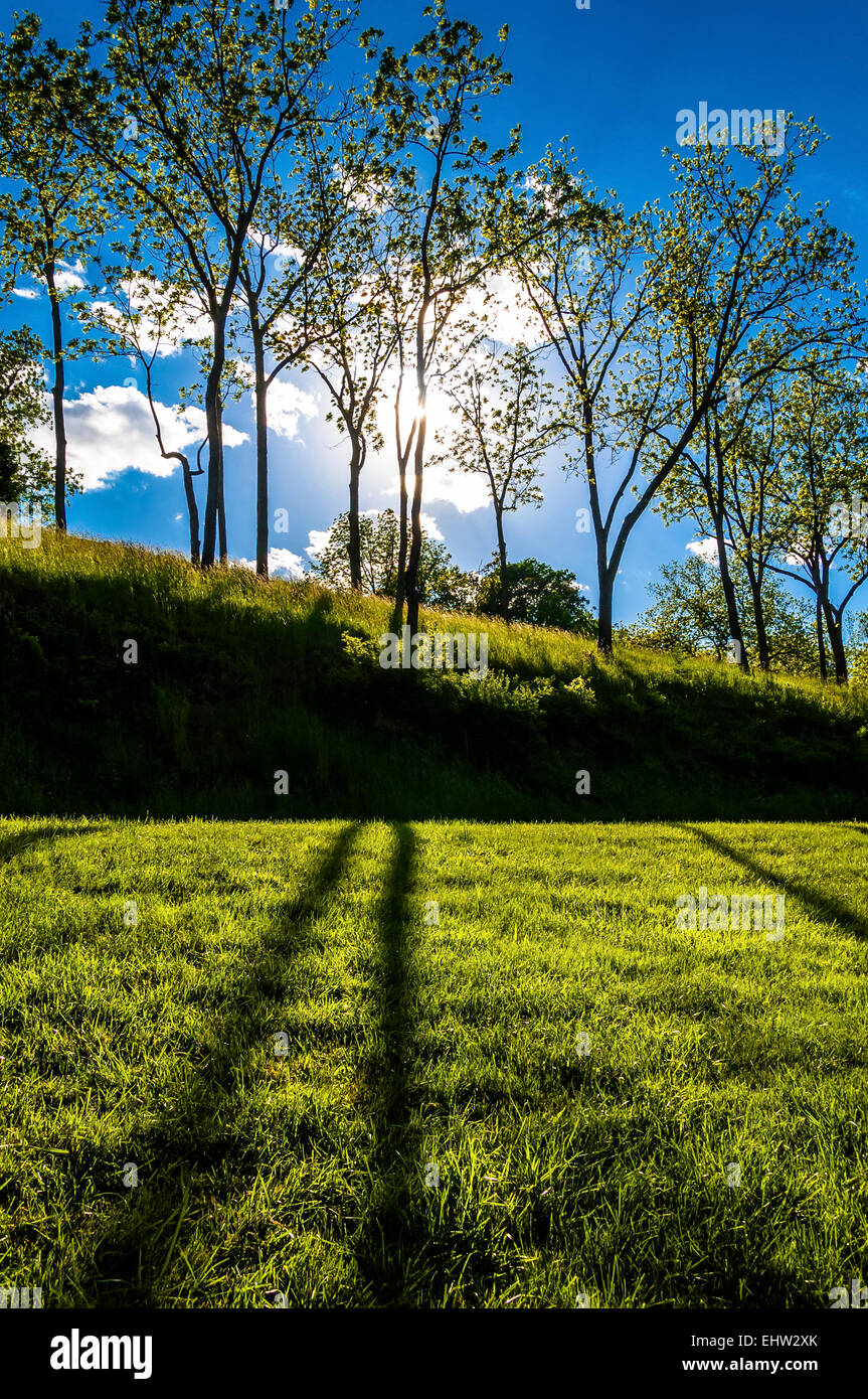 Sun through trees looking up hi-res stock photography and images - Alamy