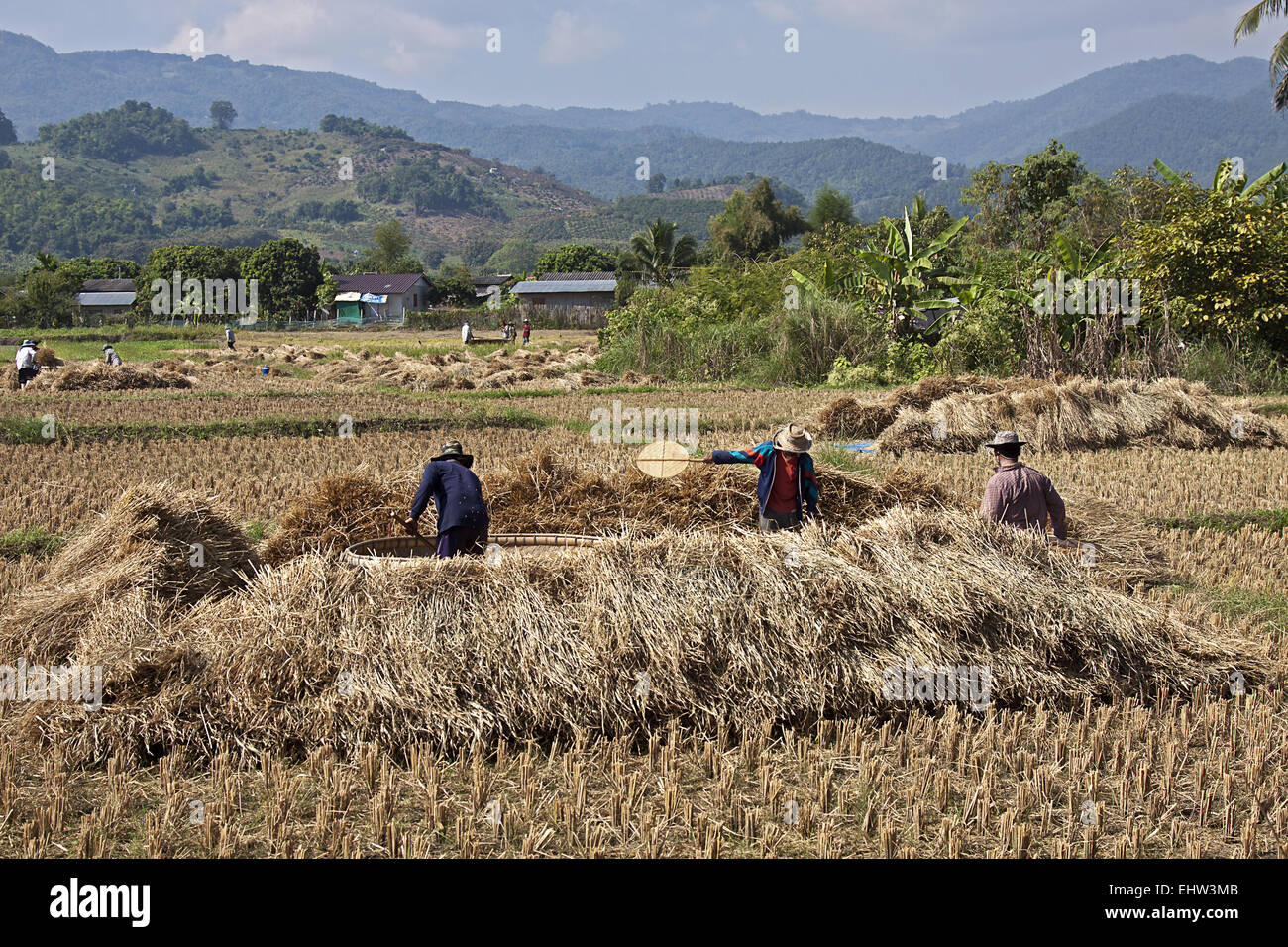 Farmers harvest rice at a rice field hi-res stock photography and ...