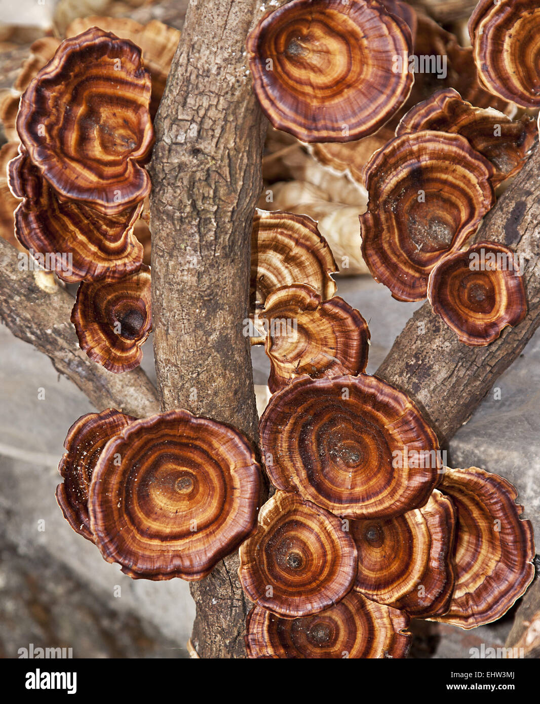 Reishi mushrooms hi-res stock photography and images - Alamy