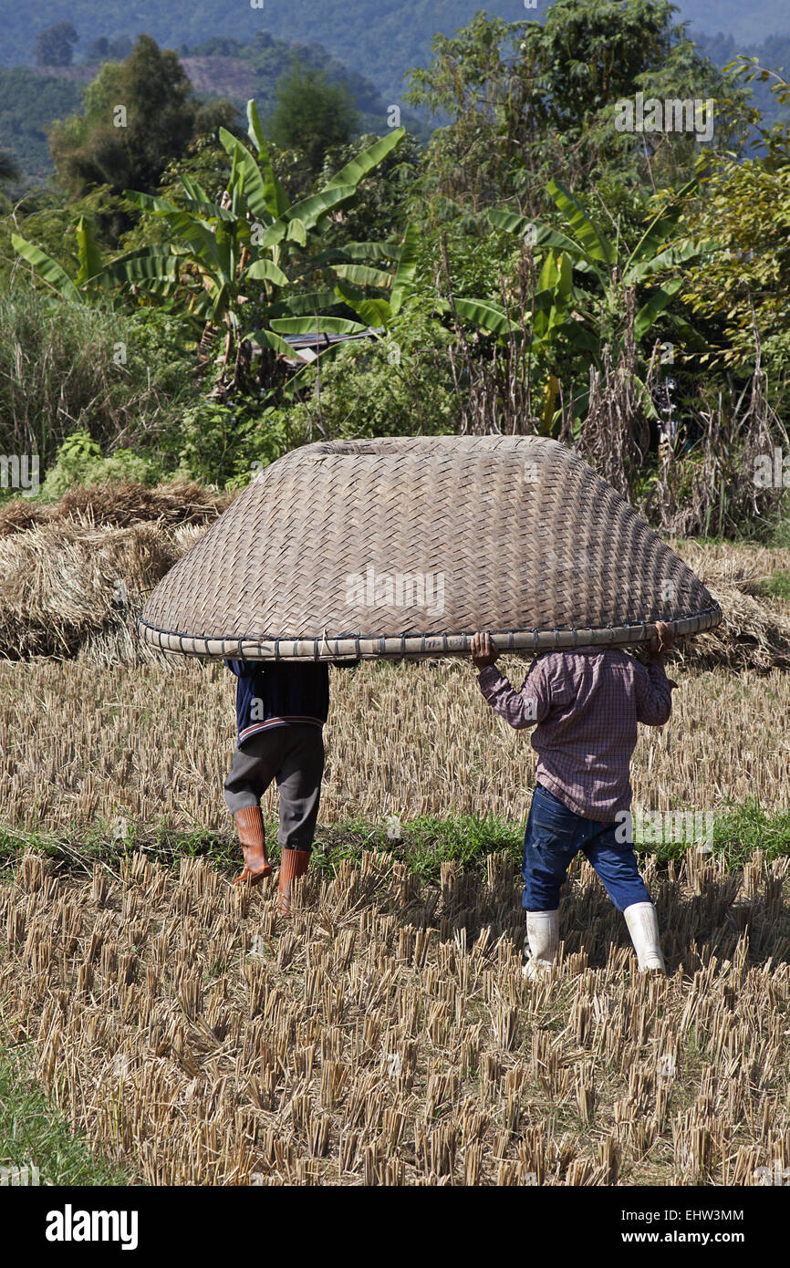 Rice farme hi-res stock photography and images - Alamy