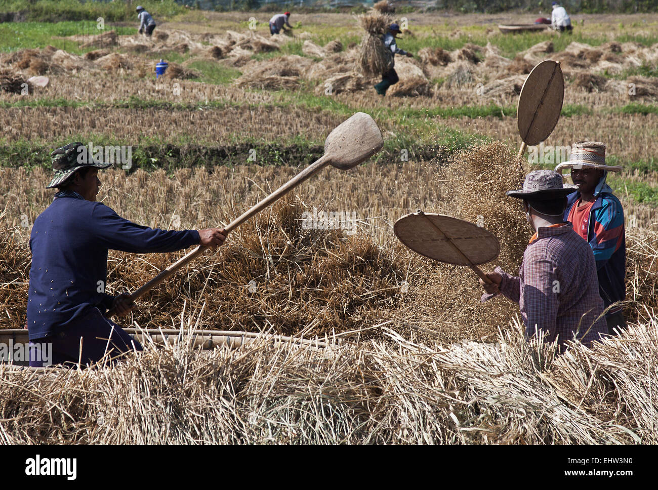 Farmers harvest rice hi-res stock photography and images - Alamy