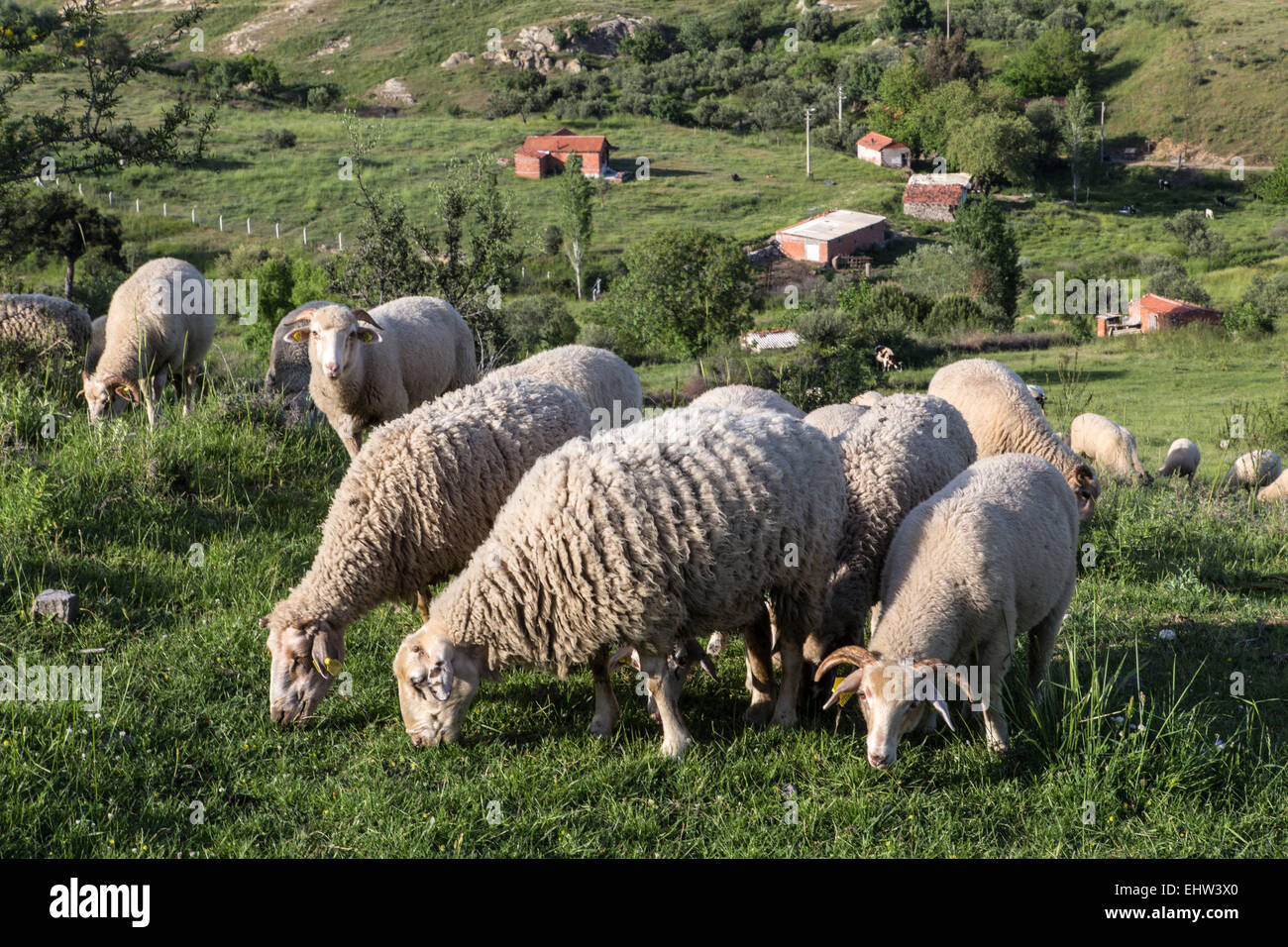 Turkey country farming hi-res stock photography and images - Alamy