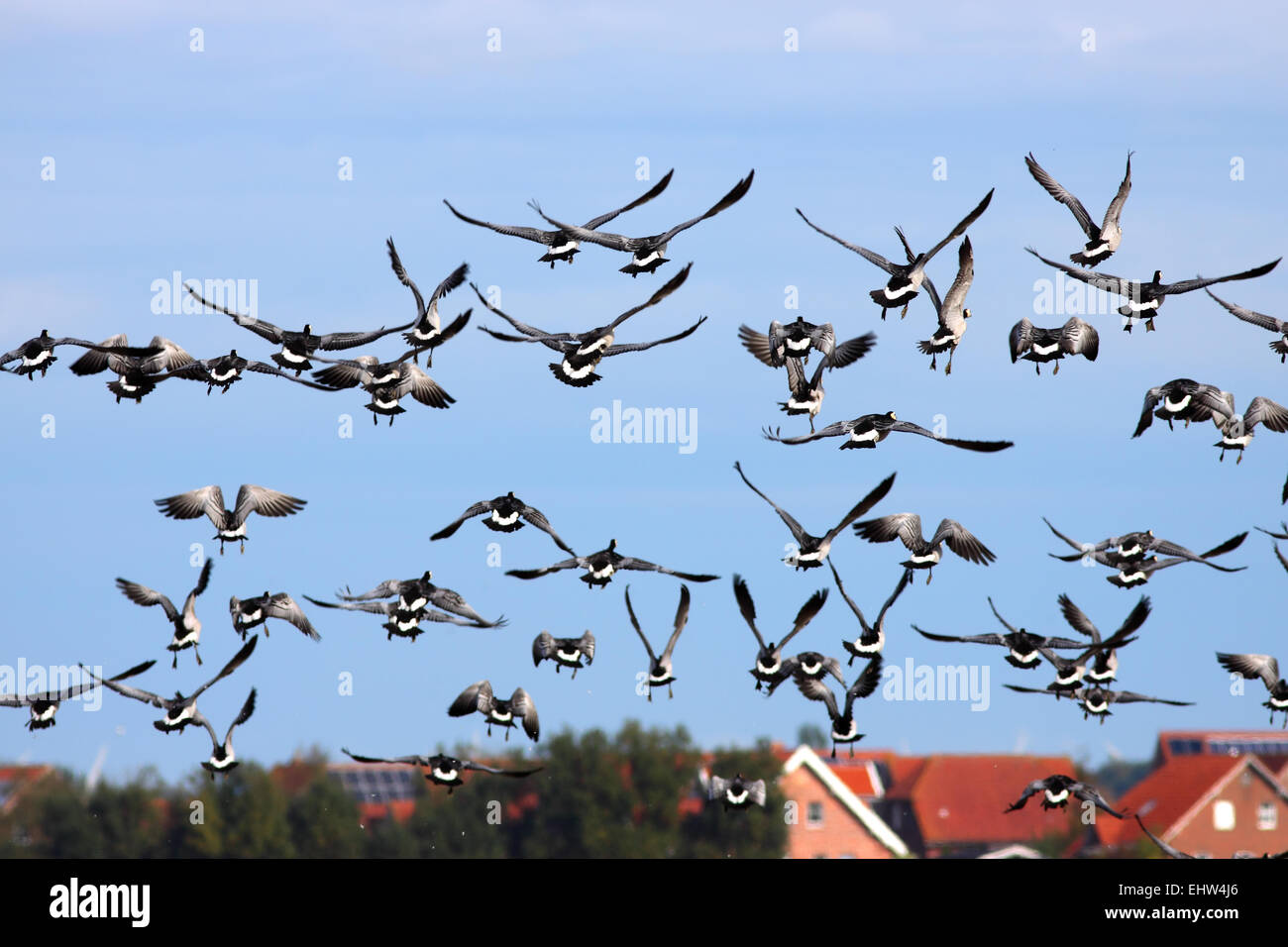 Wild geese in flight Stock Photo - Alamy