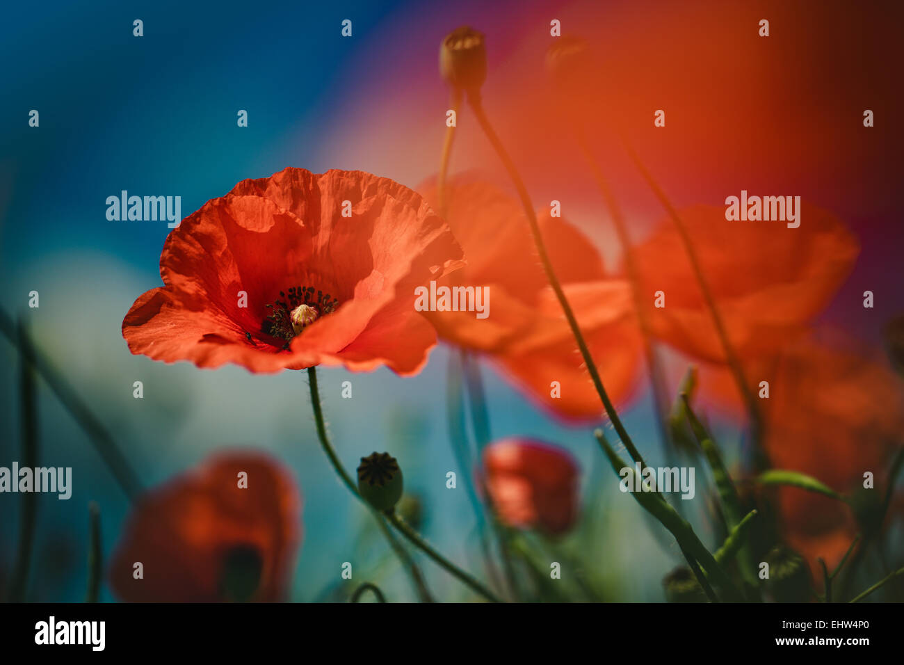Meadow with Red Corn Poppy Flowers Stock Photo - Alamy