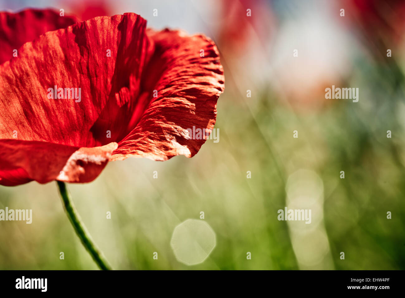 Meadow with corn flowers hi-res stock photography and images - Alamy