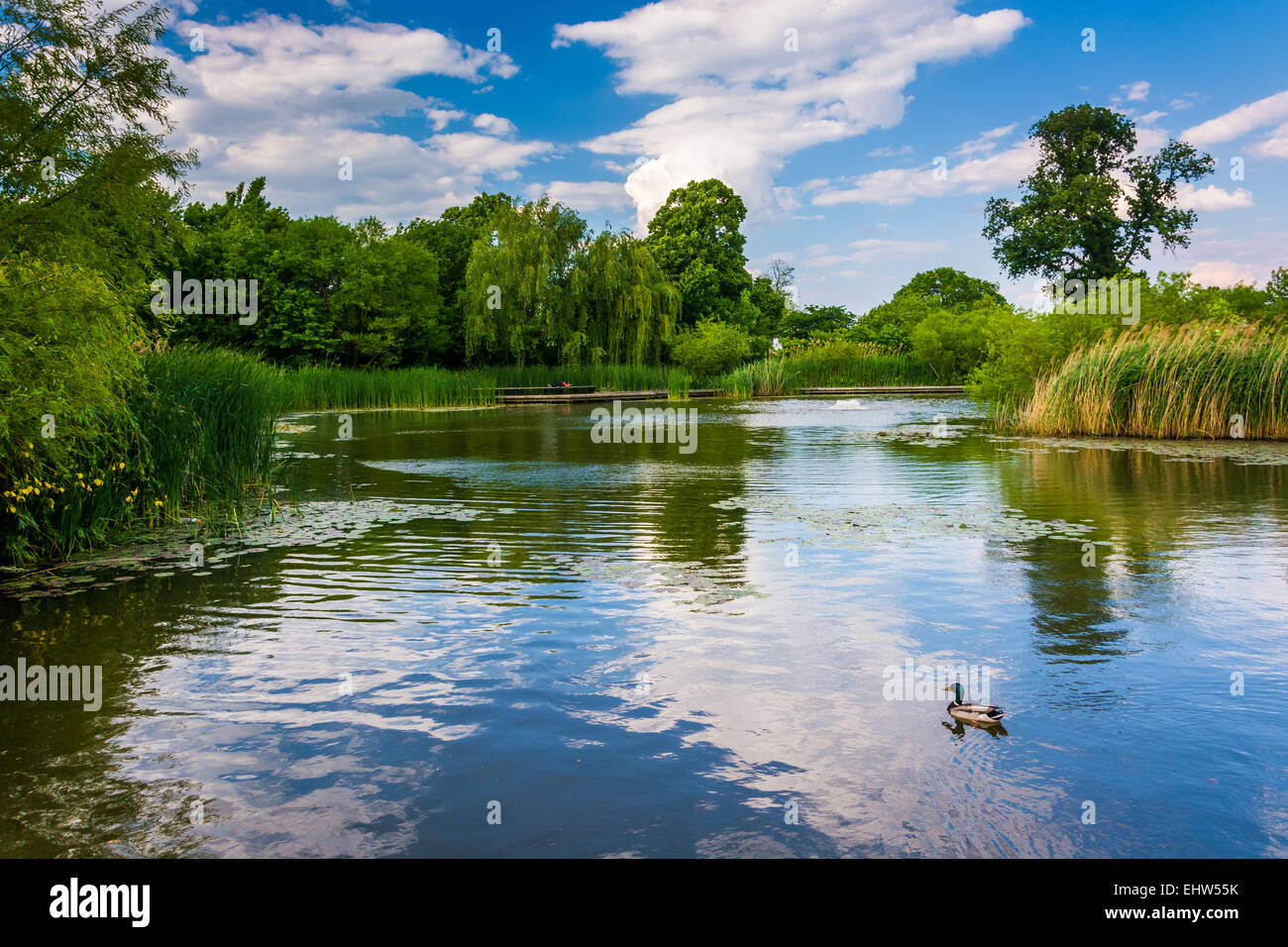 The pond at Patterson Park, in Baltimore, Maryland Stock Photo - Alamy