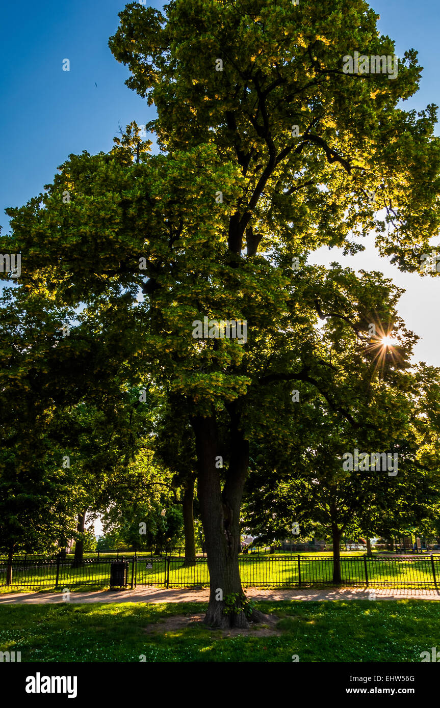 Bright sunstar through trees hi-res stock photography and images - Alamy