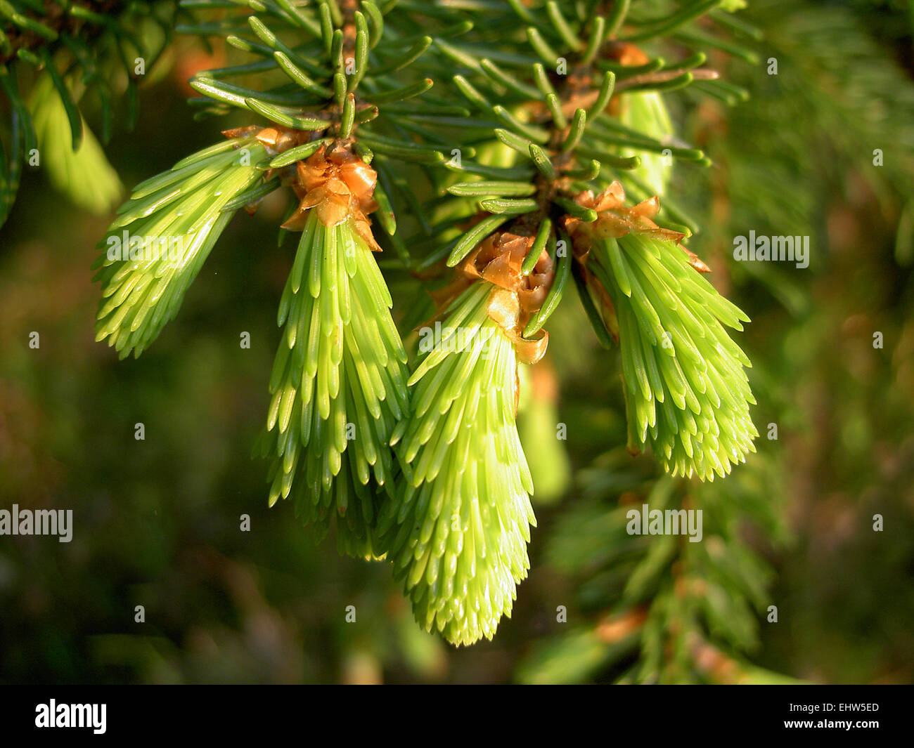 Spruce sprouts hi-res stock photography and images - Alamy