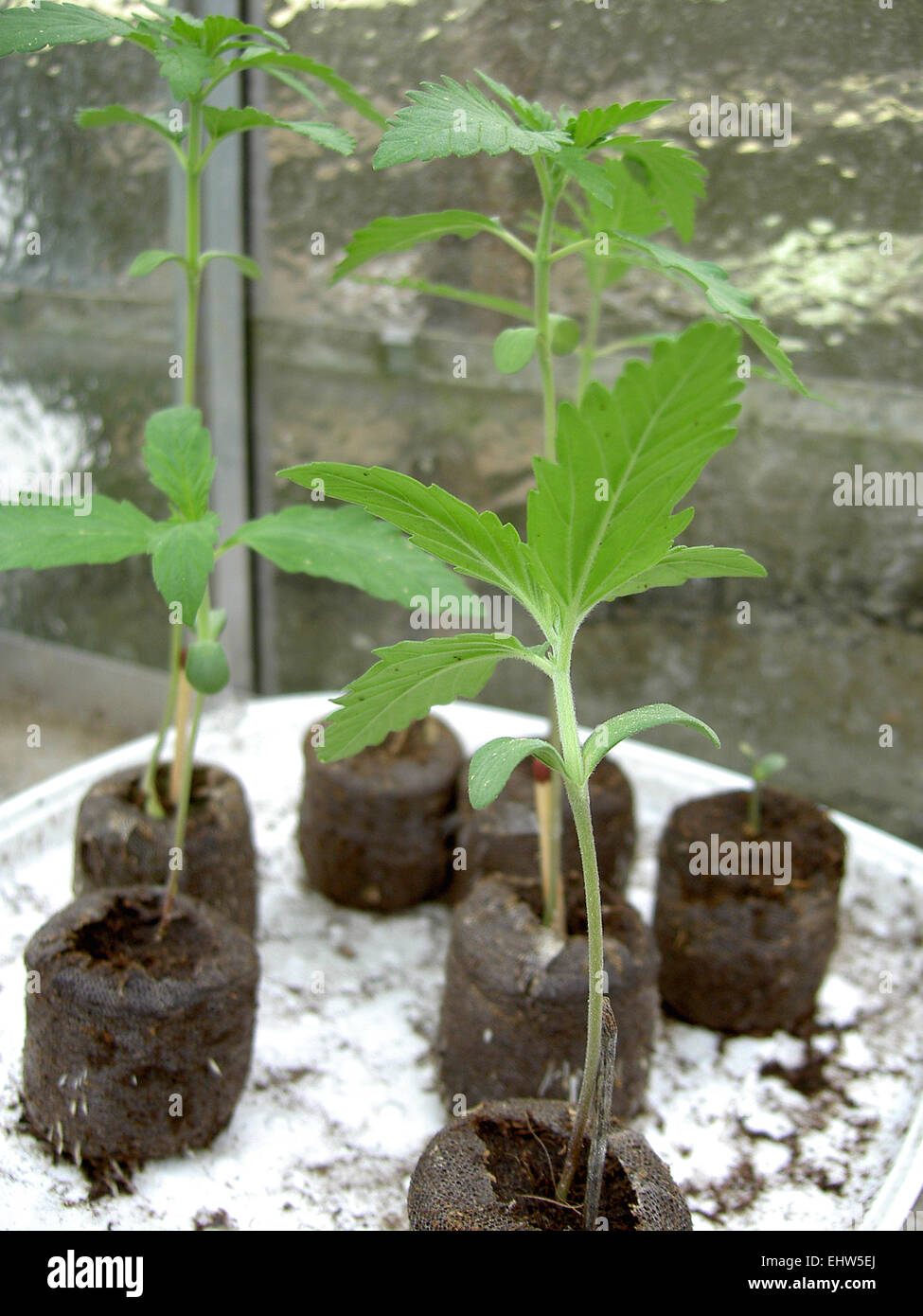 Palmat hi-res stock photography and images - Alamy