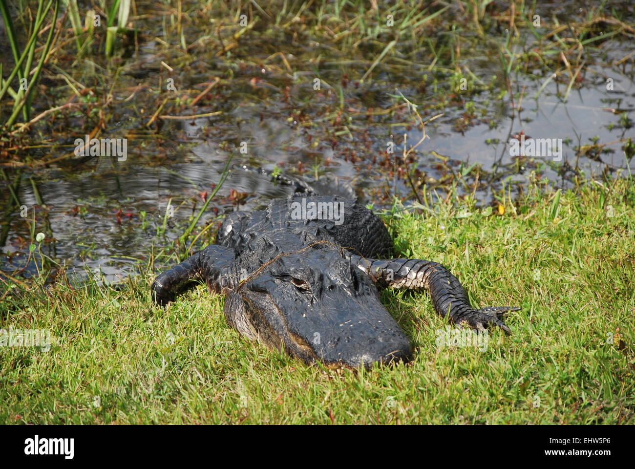Parks sumpf hi-res stock photography and images - Alamy