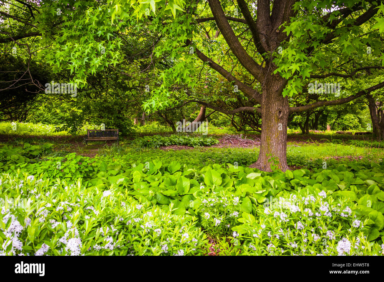 Tree and flowers at Cylburn Arboretum in Baltimore, Maryland Stock ...