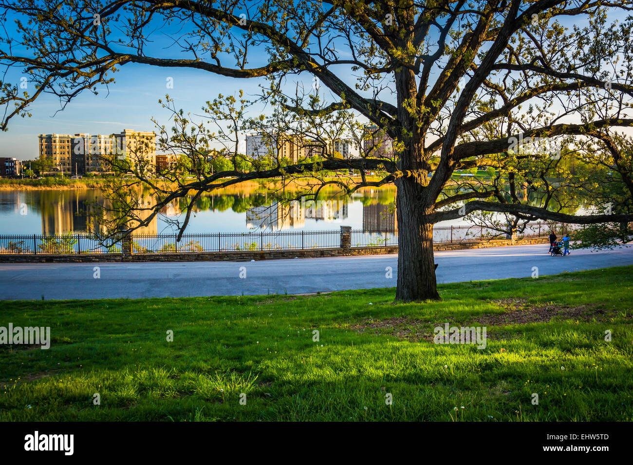 Druid tree hi-res stock photography and images - Alamy
