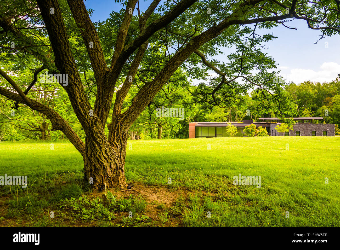 Tree at Cylburn Arboretum in Baltimore, Maryland Stock Photo - Alamy