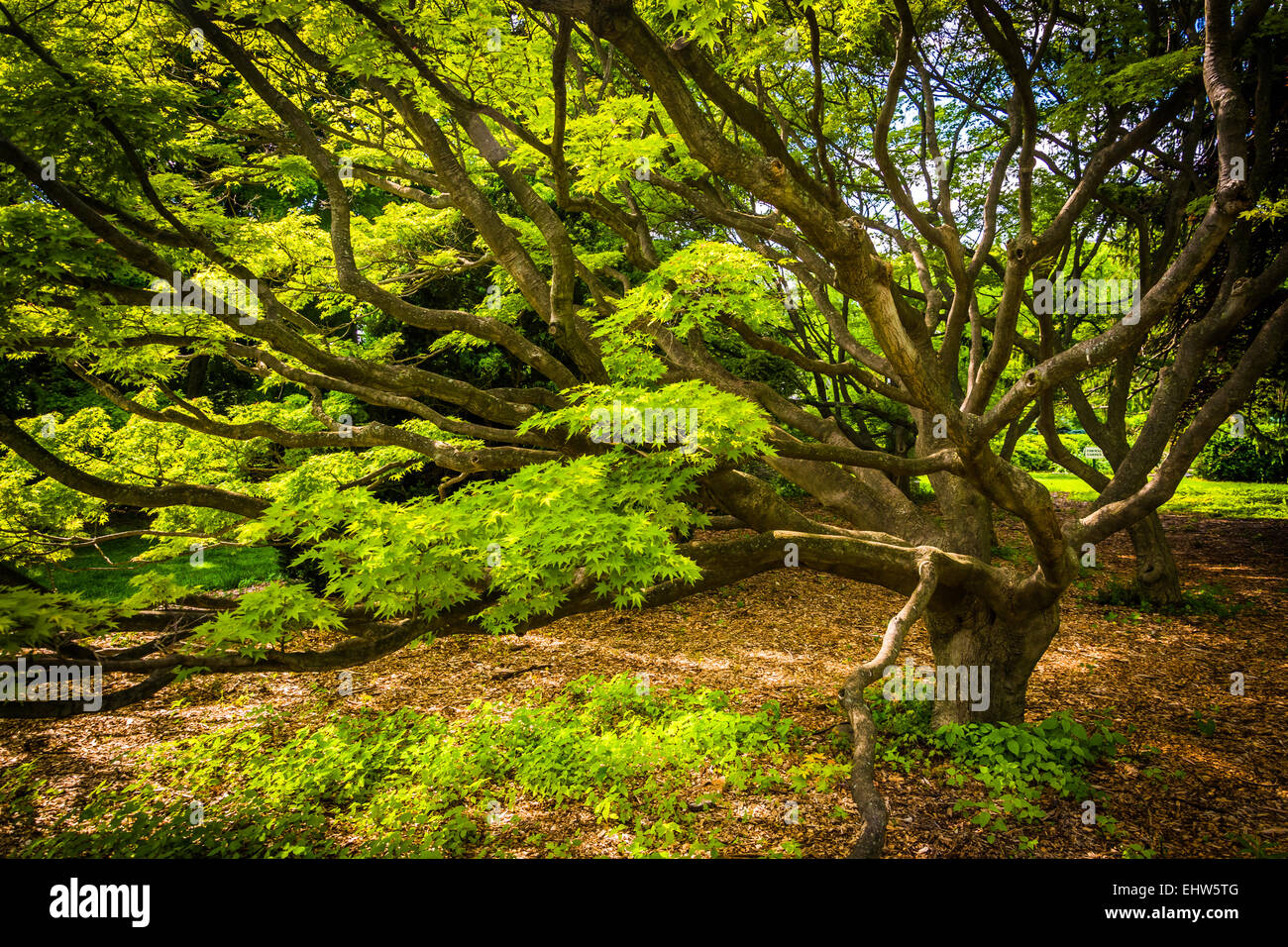 Baltimore Arboretum High Resolution Stock Photography and Images - Alamy