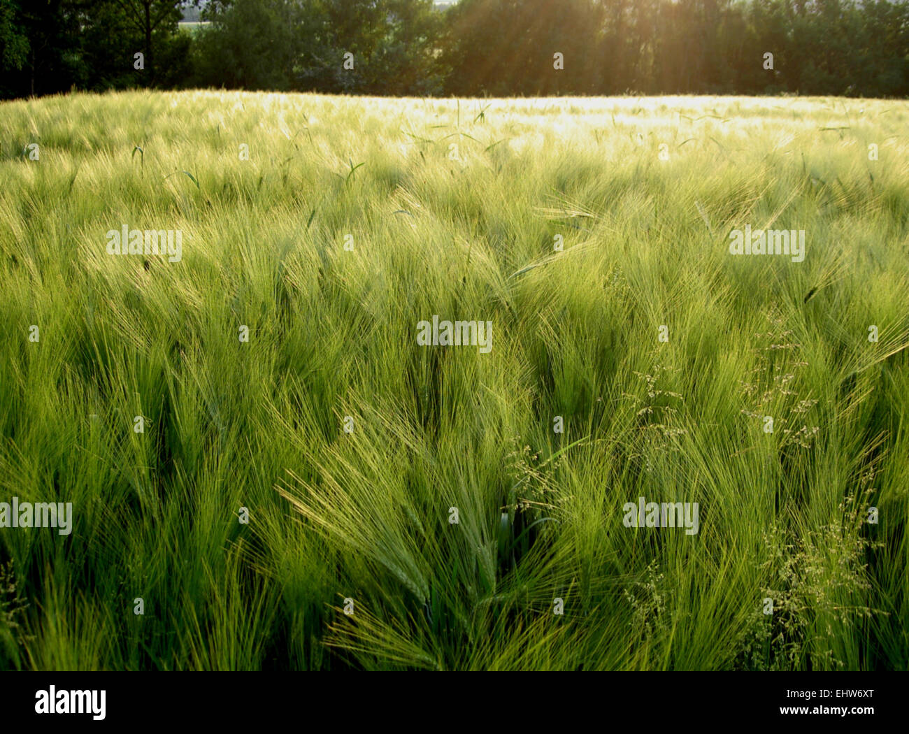 Textur getreide hi-res stock photography and images - Alamy