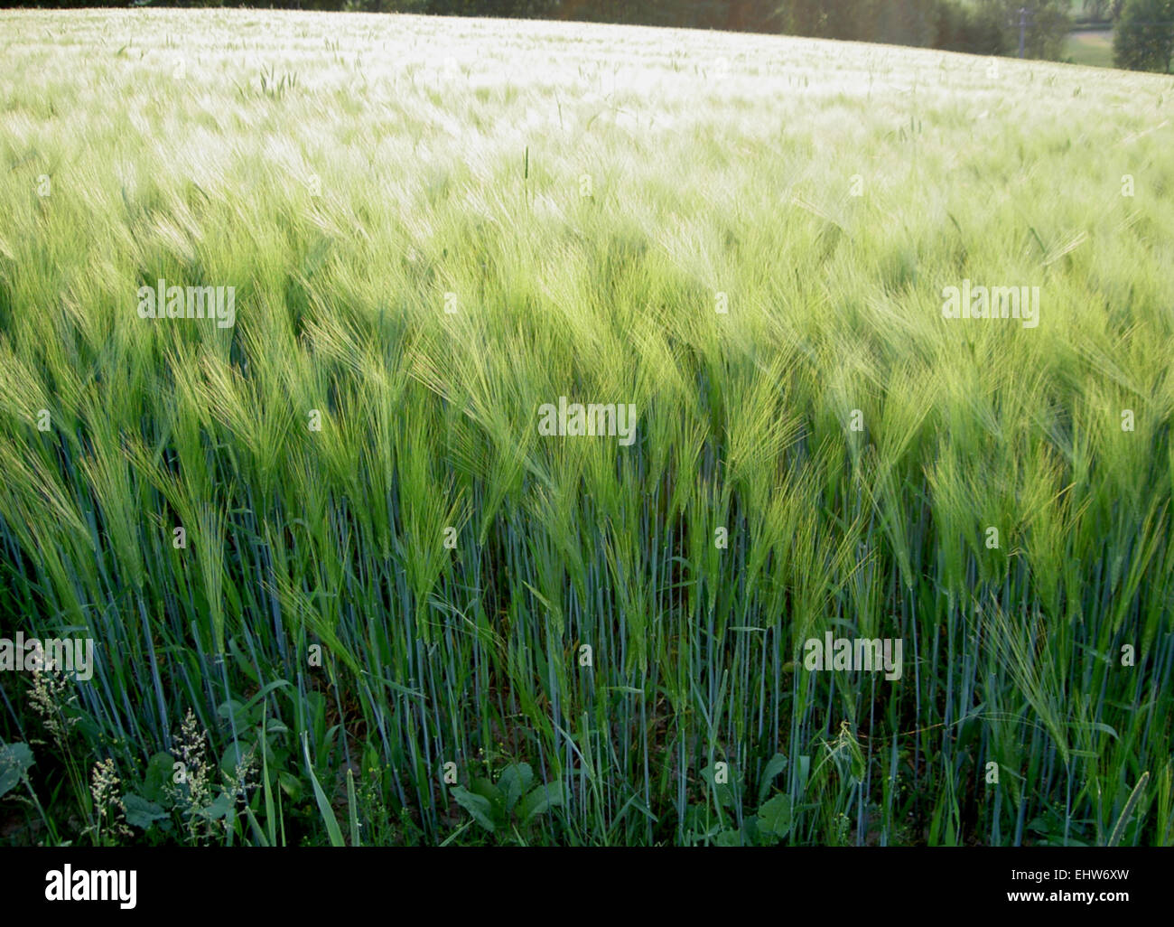 Textur getreide hi-res stock photography and images - Alamy