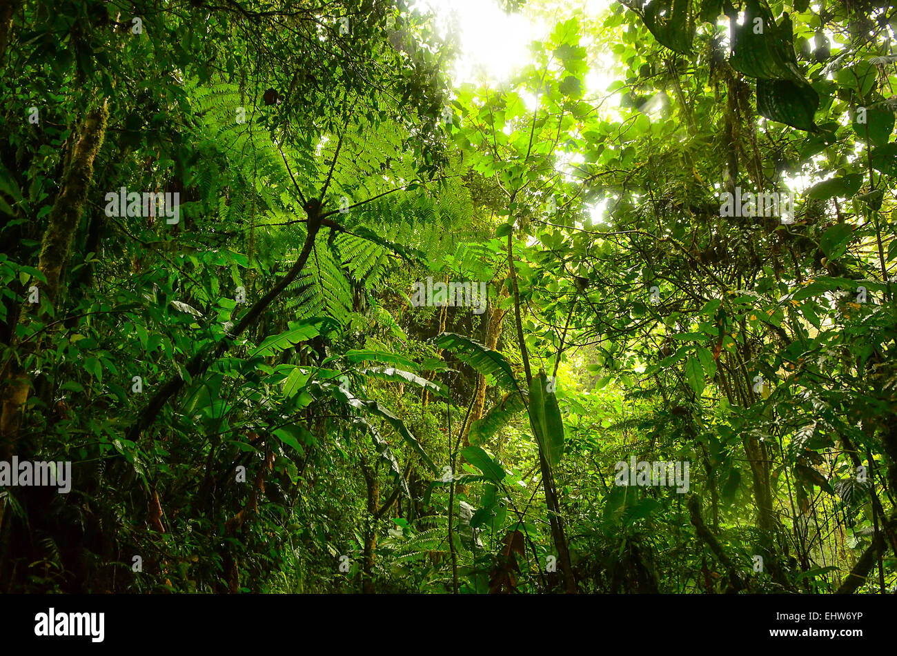 Guyana jungle hi-res stock photography and images - Alamy
