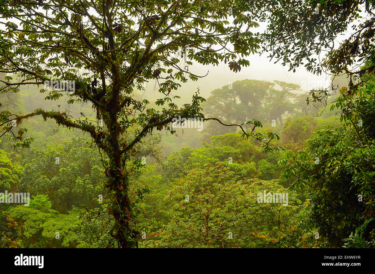 Central Suriname Nature Reserve High Resolution Stock Photography and ...