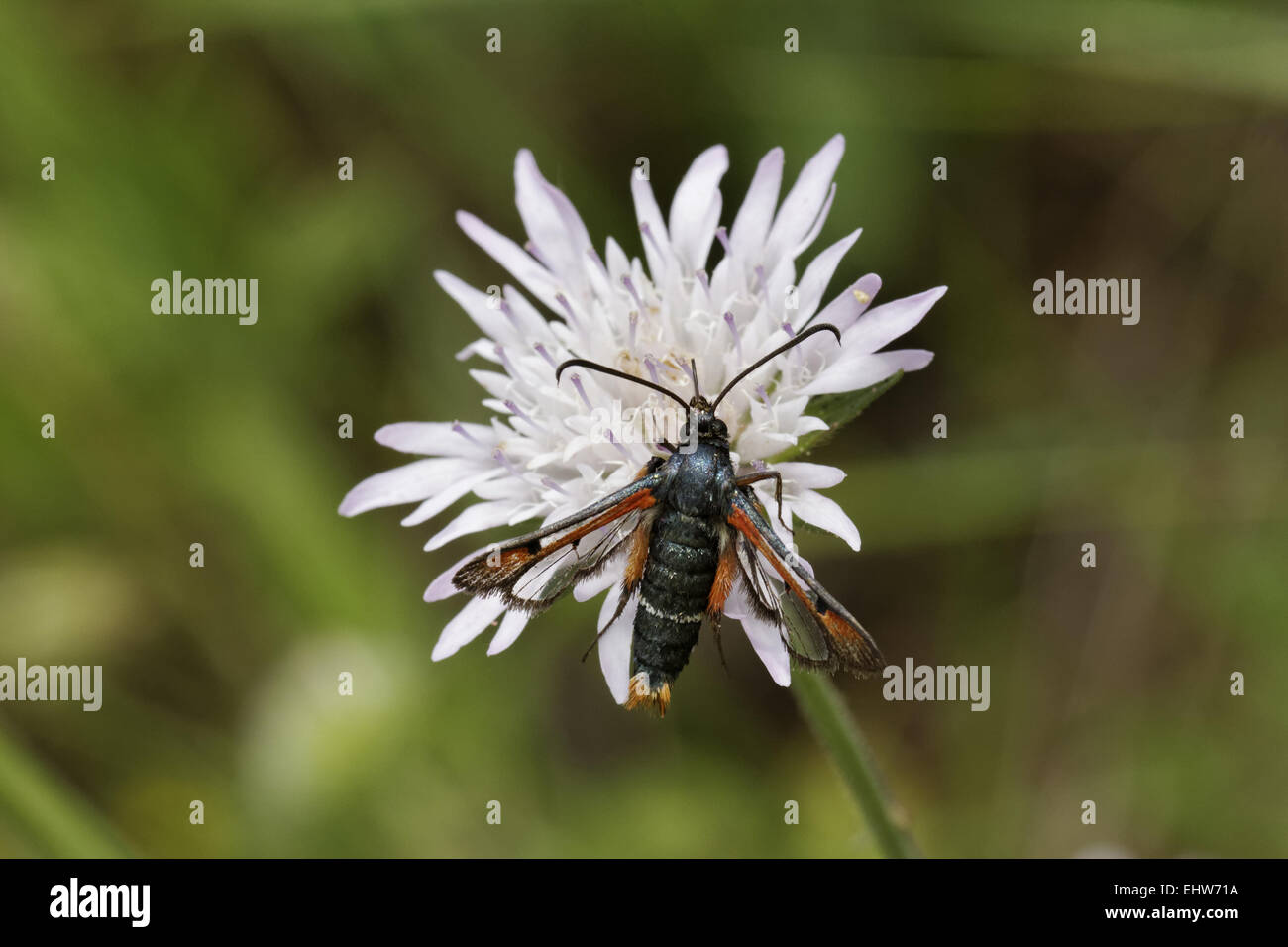 Pyropteron chrysidiforme, Fiery Clearwing Stock Photo - Alamy