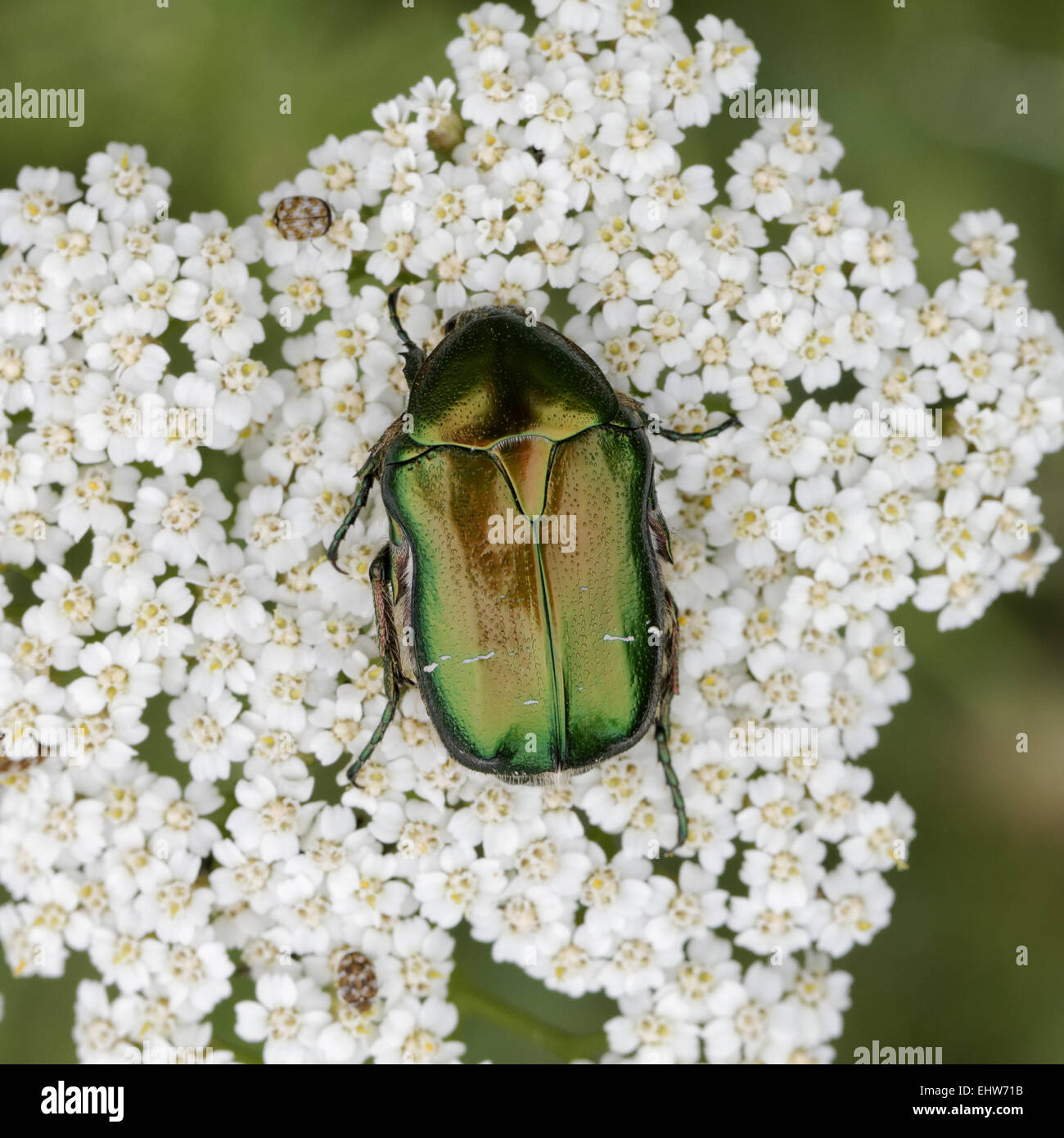 Cetonia aurata, Rose Chafer Stock Photo - Alamy Cetonia aurata, Rose Chafer Stock Photo - Alamy