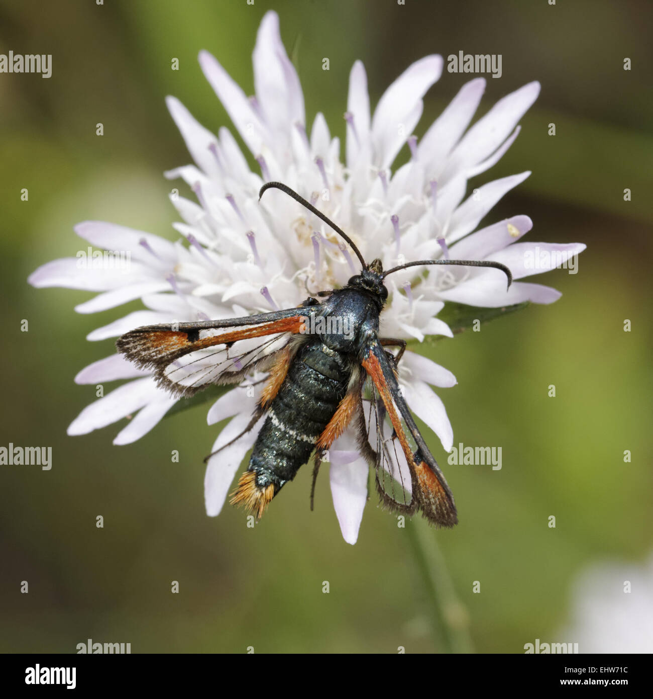 Fiery clearwing hi-res stock photography and images - Alamy