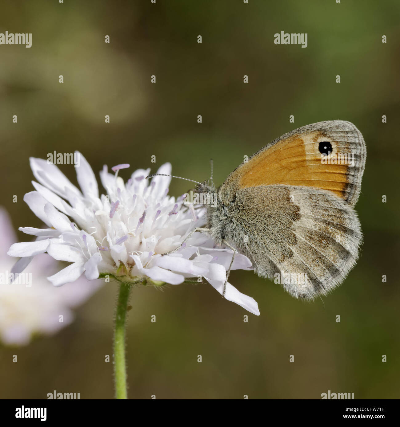 Coenonympha pamphilus, Small Heath Butterfly Stock Photo - Alamy