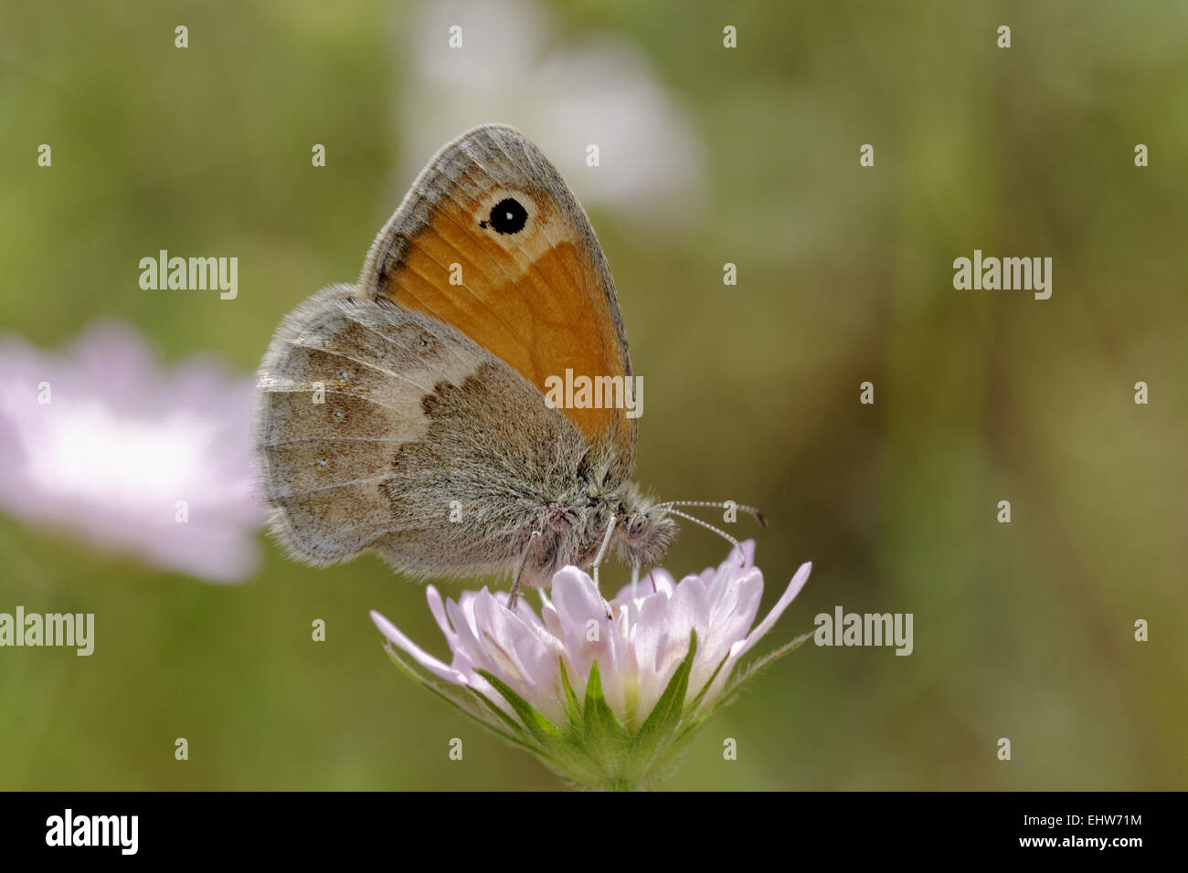 Coenonympha pamphilus, Small Heath Butterfly Stock Photo - Alamy