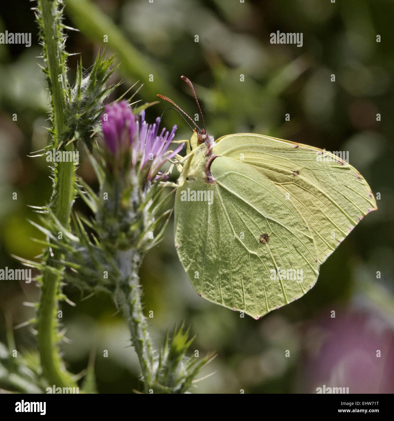 Butterfly cleopatra hi-res stock photography and images - Alamy