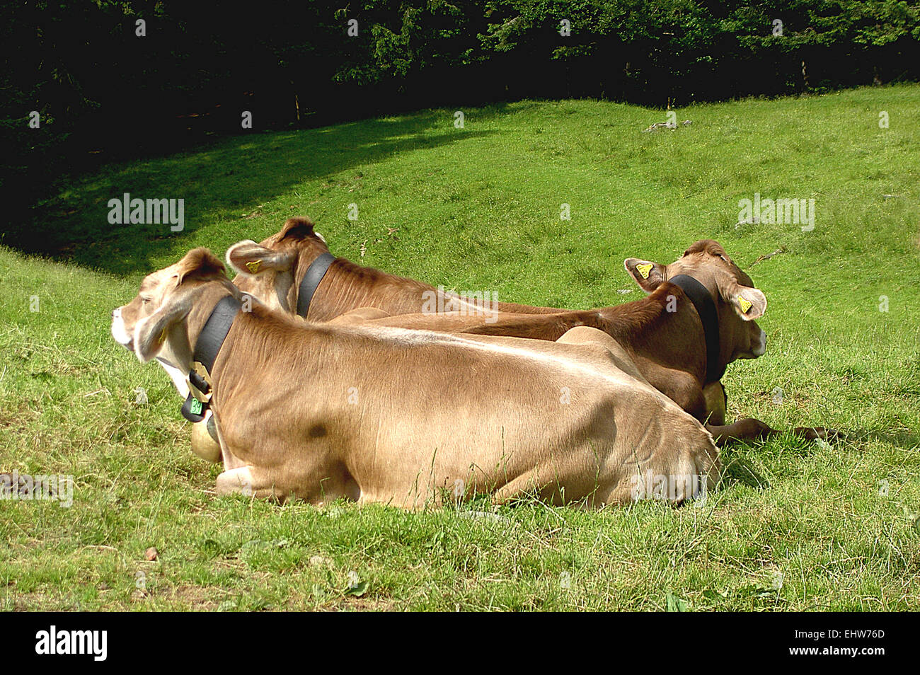 Rearing cattle hi-res stock photography and images - Alamy