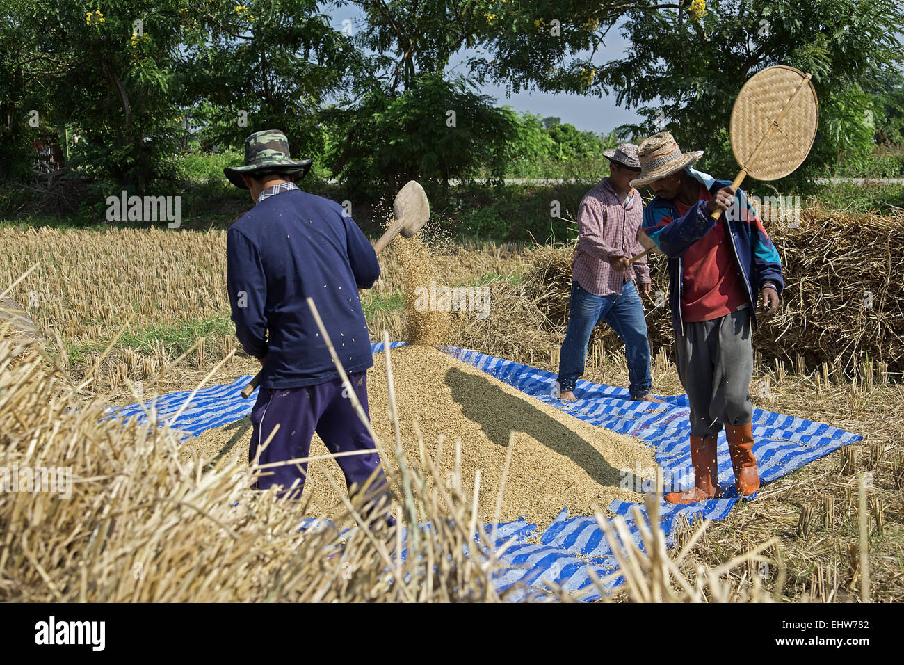 Big rice field hi-res stock photography and images - Alamy