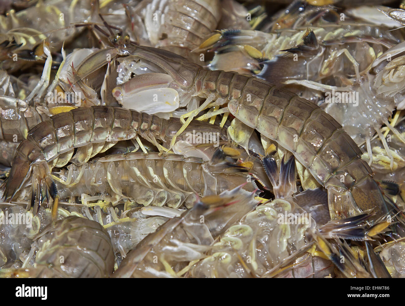 Macau china animal animals hi-res stock photography and images - Alamy
