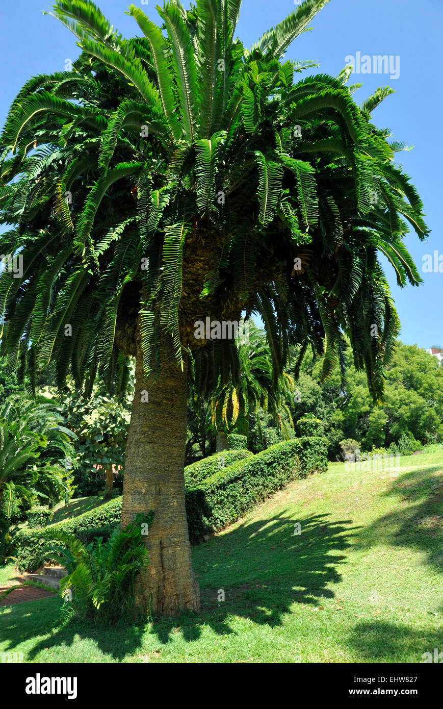 Primitive angiosperm hi-res stock photography and images - Alamy