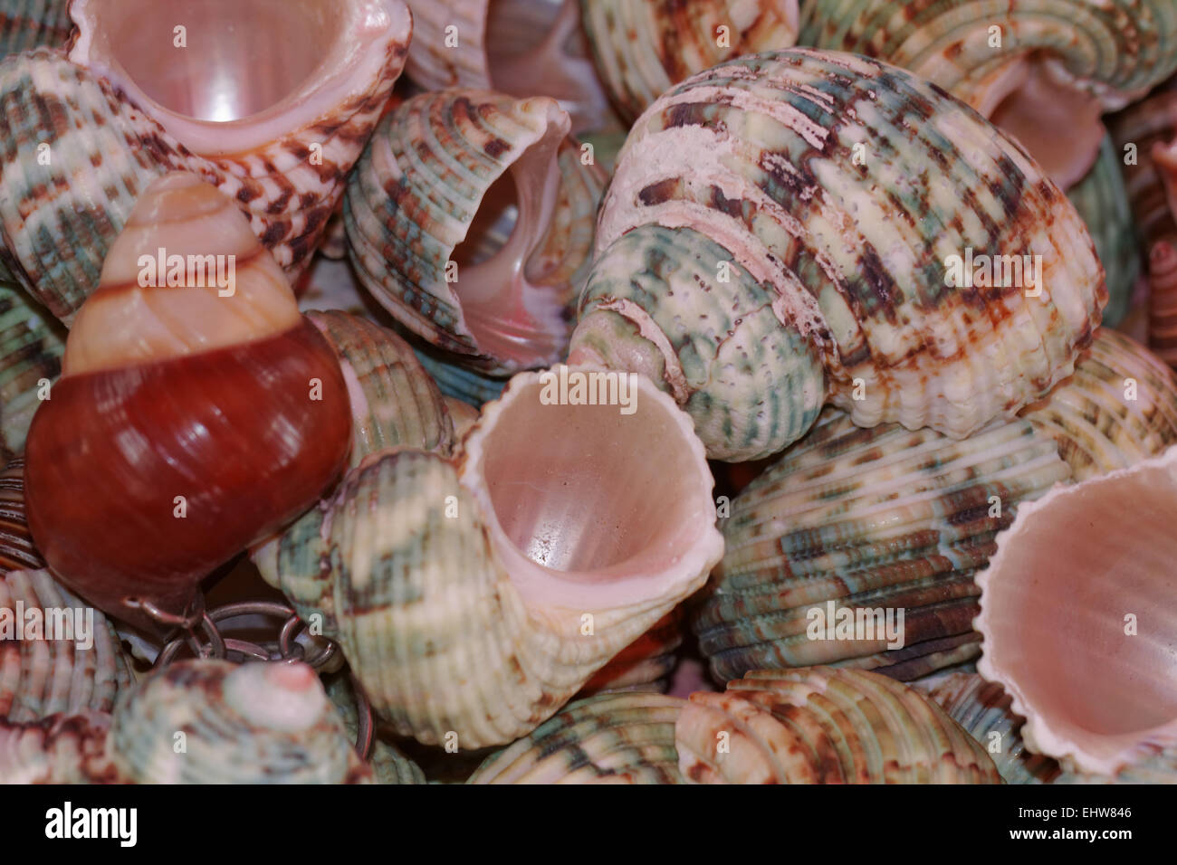 Colored snail shells Stock Photo - Alamy