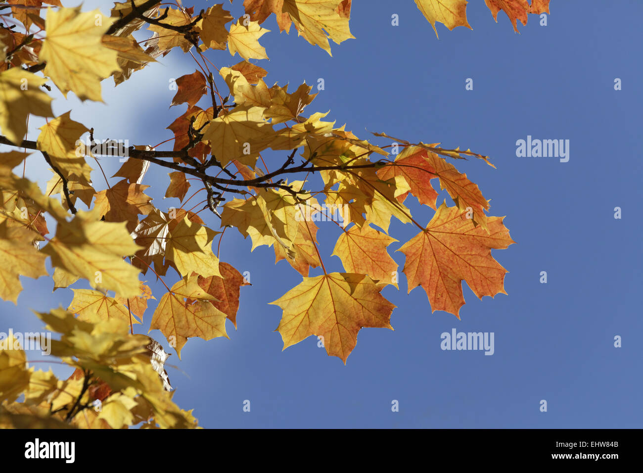 Acer platanoides, Norway maple in autumn Stock Photo - Alamy