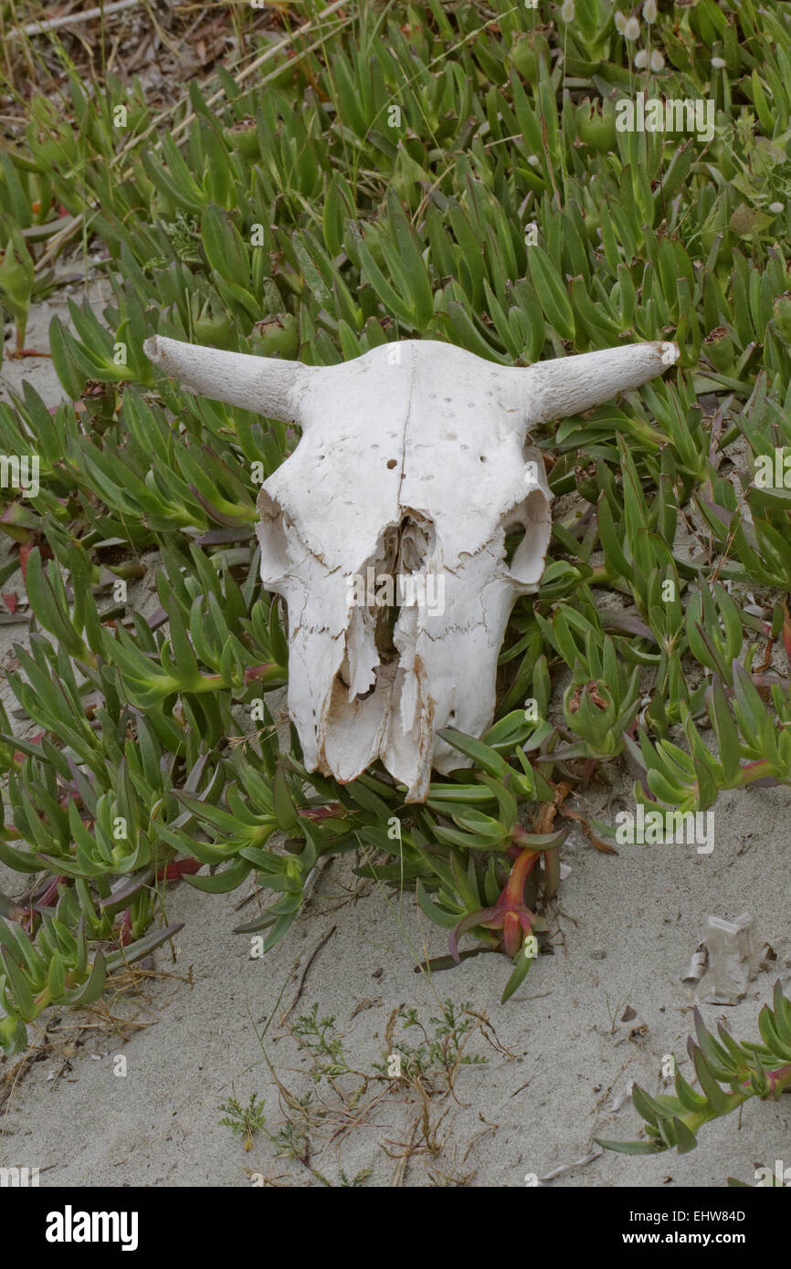 Old animal skull Stock Photo - Alamy