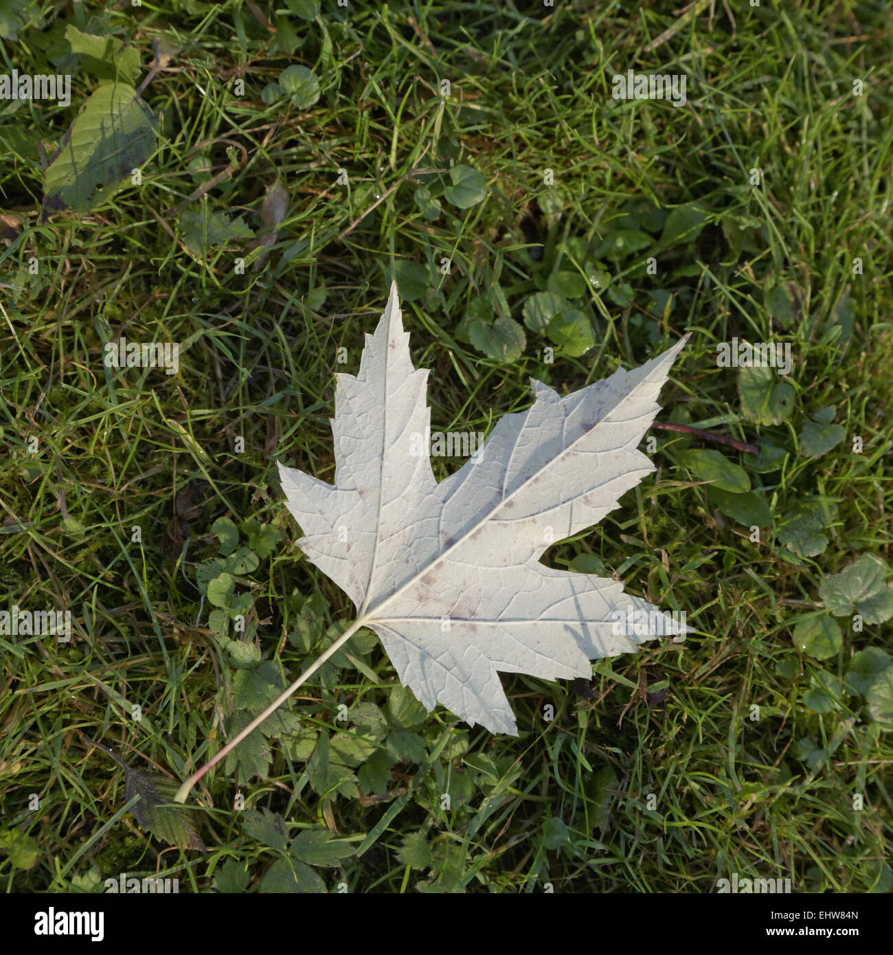 Golden leaved maple hi-res stock photography and images - Alamy