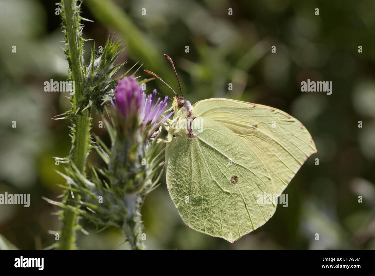 Gonepteryx cleopatra, Cleopatra butterfly Stock Photo - Alamy