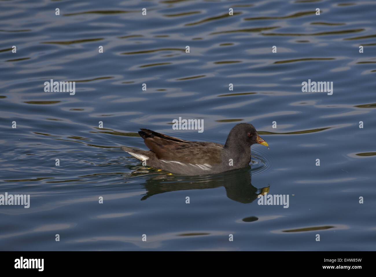 Gallinula chloropus, Moorhen in Germany Stock Photo - Alamy